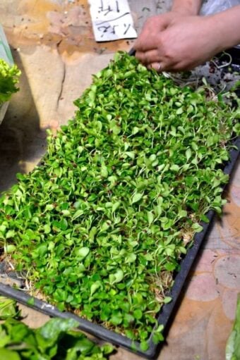 Fresh Herbs & Aromatics Used in Chinese Cooking - The Woks of Life