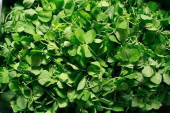 Sautéed Edible Clover (Caotou, 草头) - The Woks of Life