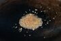 Sha Cha Chicken: 10 Minute Stir-fry - The Woks of Life