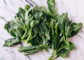 Chinese Broccoli (Gai Lan): Ingredients Glossary - The Woks of Life
