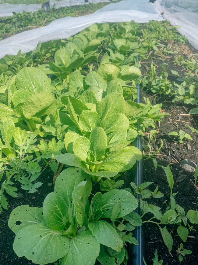 How to Grow Chinese Vegetables - The Woks of Life