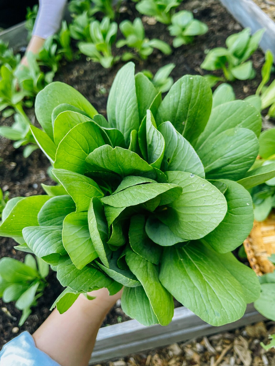 How to Grow Bok Choy - The Woks of Life