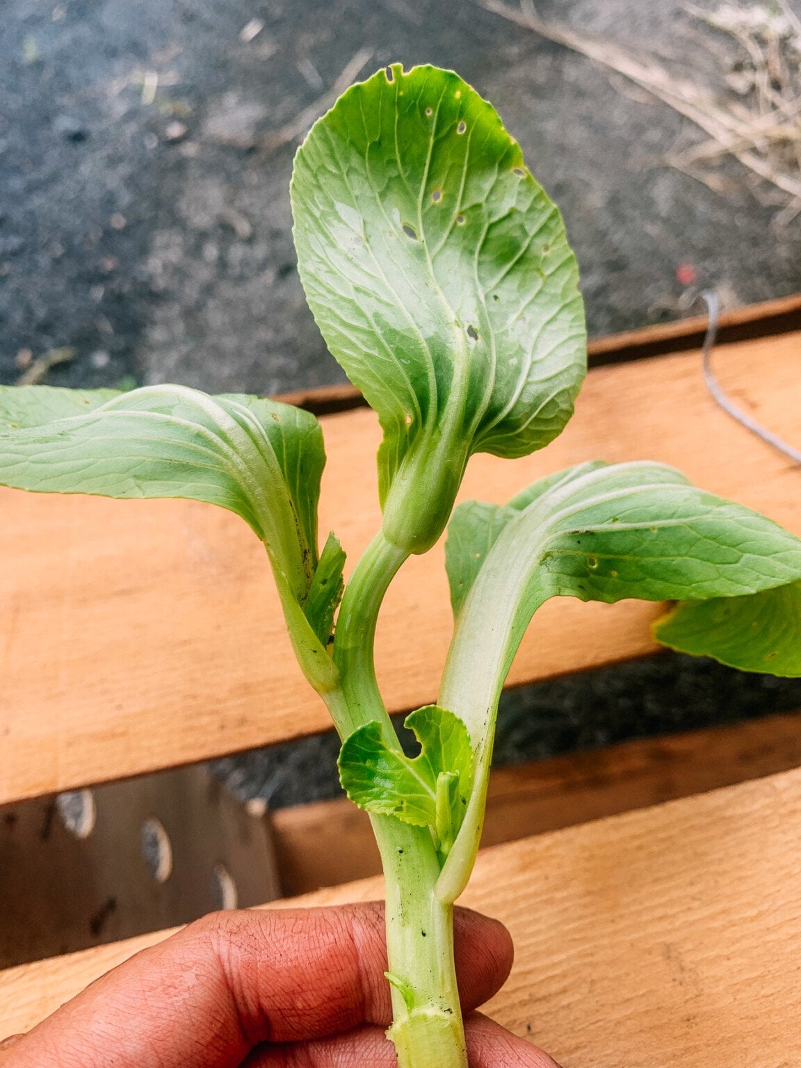 How to Grow Bok Choy - The Woks of Life
