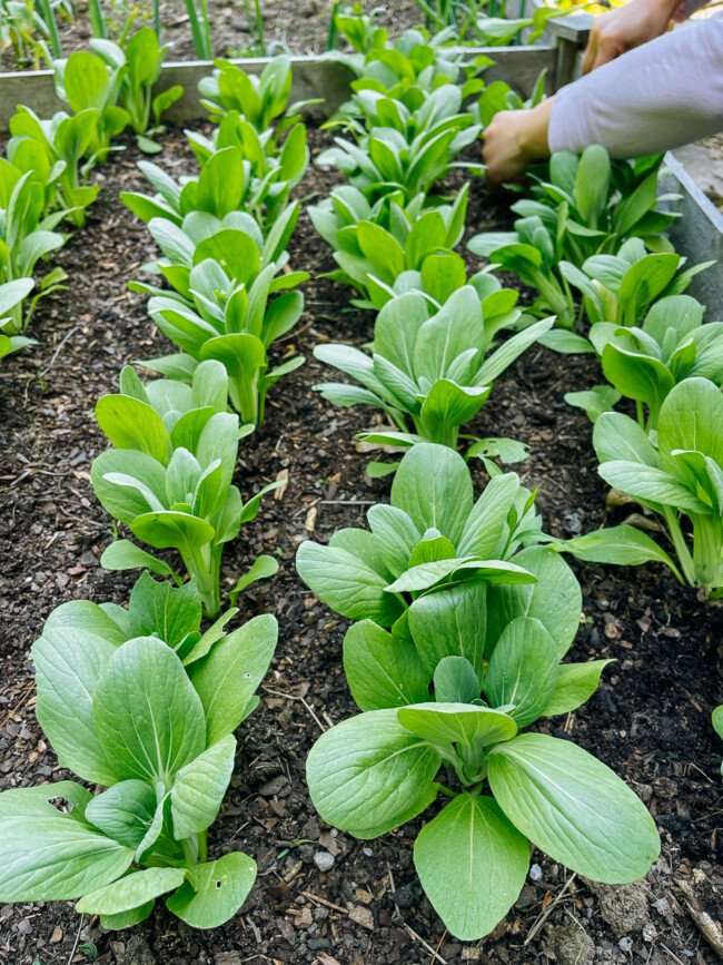 How to Grow Bok Choy - The Woks of Life