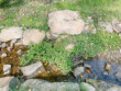 How to Grow Watercress - The Woks of Life