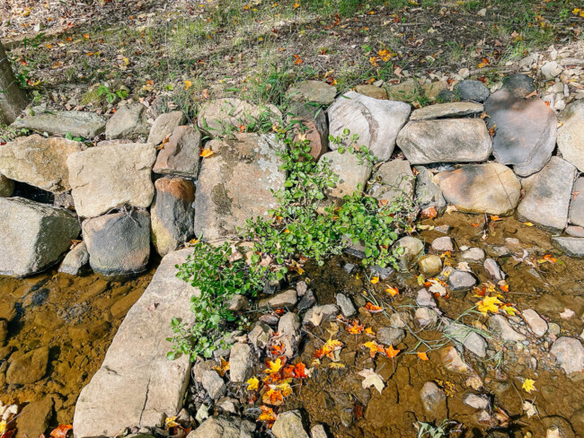How to Grow Watercress - The Woks of Life