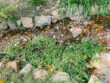 How to Grow Watercress - The Woks of Life