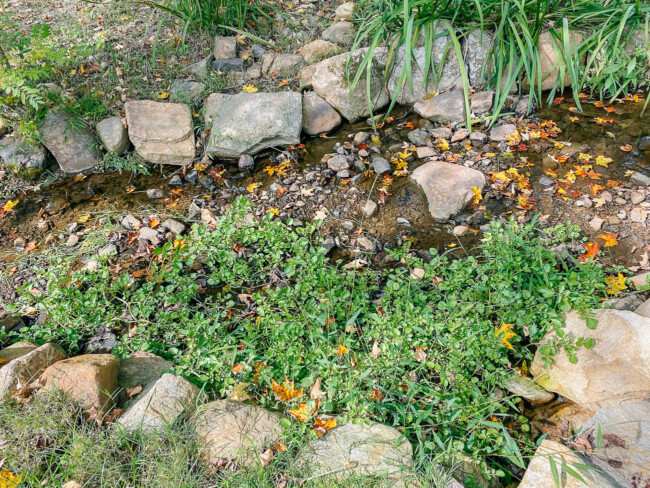 How to Grow Watercress - The Woks of Life