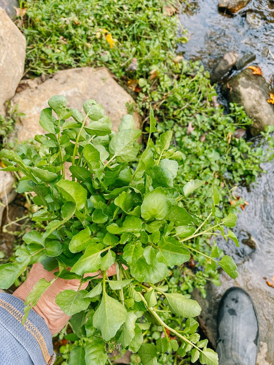 How to Grow Watercress - The Woks of Life