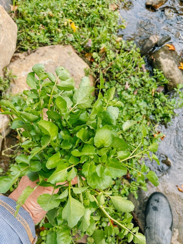 How to Grow Watercress - The Woks of Life
