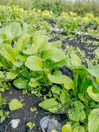How to Grow Choy Sum / Yu Choy - The Woks of Life