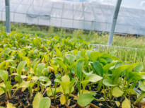 How to Grow Choy Sum / Yu Choy - The Woks of Life