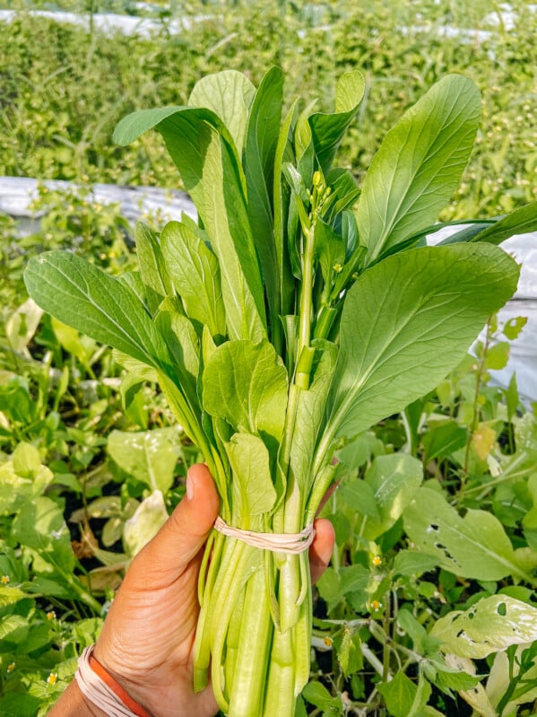 How to Grow Choy Sum / Yu Choy - The Woks of Life