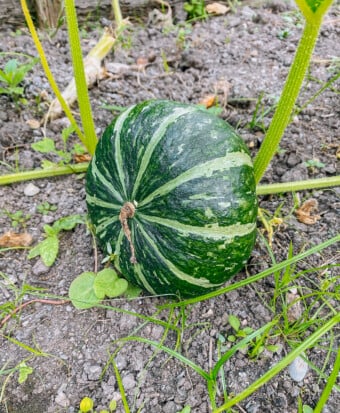 How to Grow Kabocha Squash - The Woks of Life