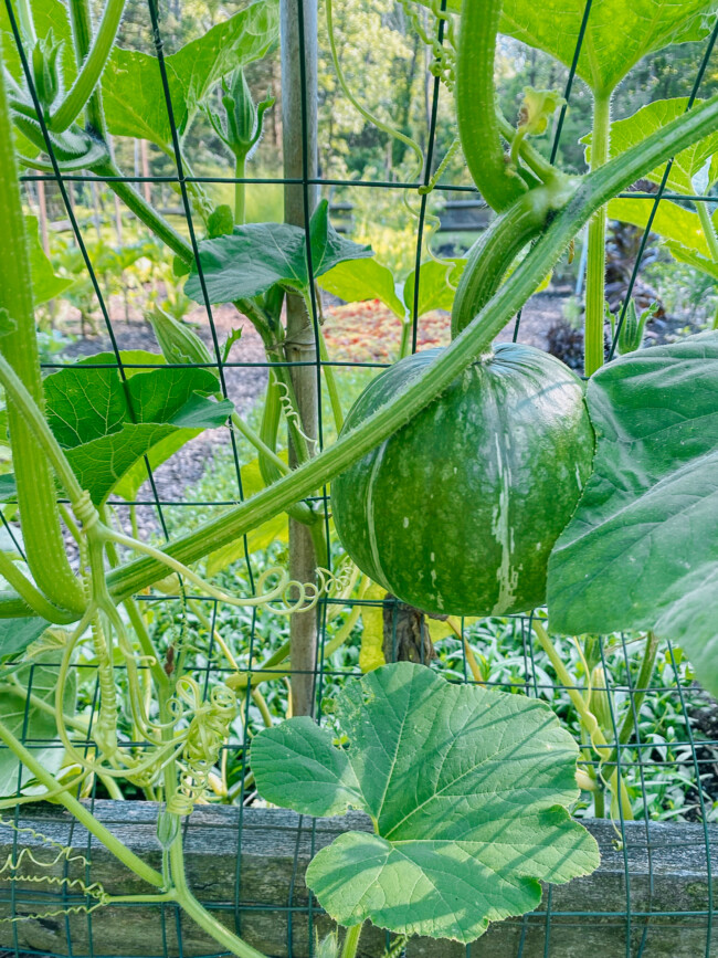 How to Grow Kabocha Squash - The Woks of Life