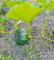 How to Grow Kabocha Squash - The Woks of Life