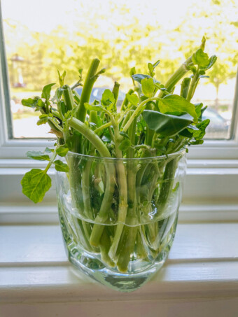 How to Grow Watercress - The Woks of Life
