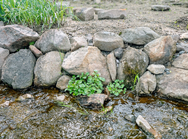 How to Grow Watercress - The Woks of Life