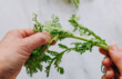 Stir-Fried Tong ho (Chrysanthemum Greens - 炒茼蒿) - The Woks of Life